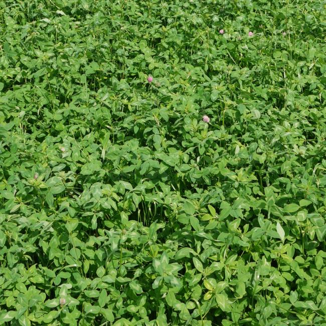 Red Clover | Field Options