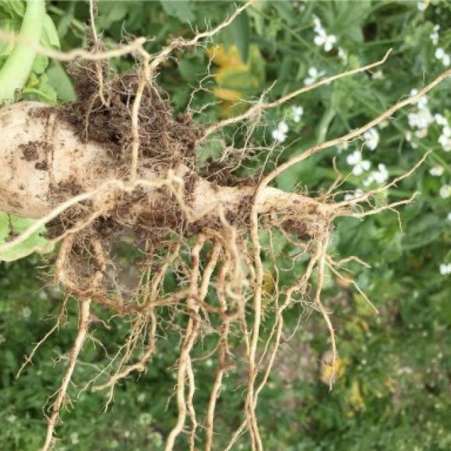 Fodder Radish | Field Options