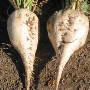 Fodder Beet | Field Options