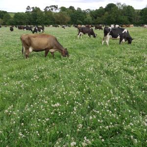 Grass & Clover | Field Options